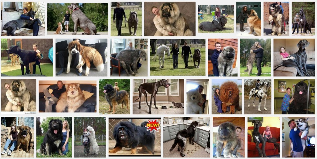 Hvorfor vil man have en kæmpehund? - Martin Hans Jensen